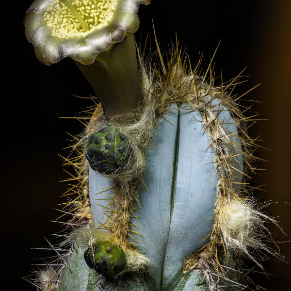 General Donation – Cactus and Succulent Society of America, Inc.